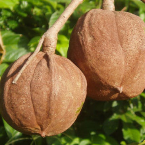 Huile De Carapa Procera