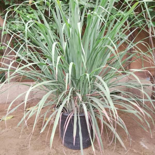 Citronnelle de Madagascar en pot