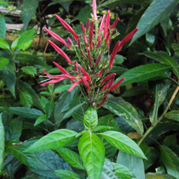 Plantes & Graines