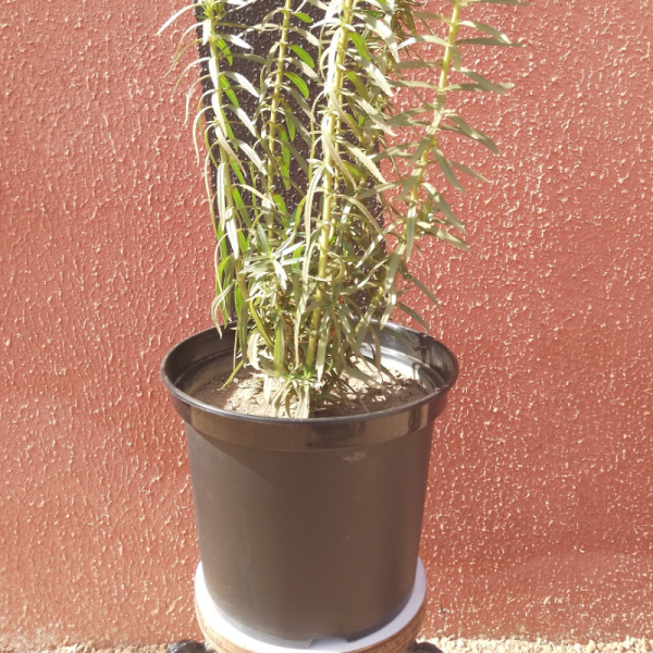 Angelonia angustifolia Benth - Plant in Ø 25 cm pot